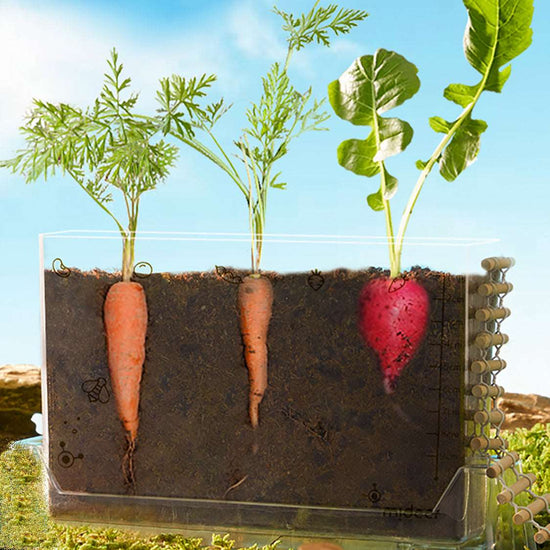 Plant Observation Kit. Montessori STEM Science Educational – Happi Bebe