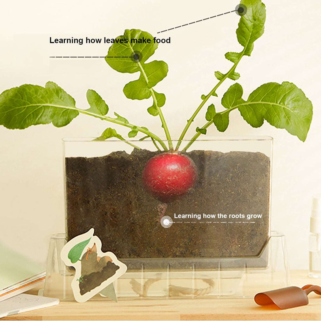 Plant Observation Kit. Montessori STEM Science Educational – Happi Bebe
